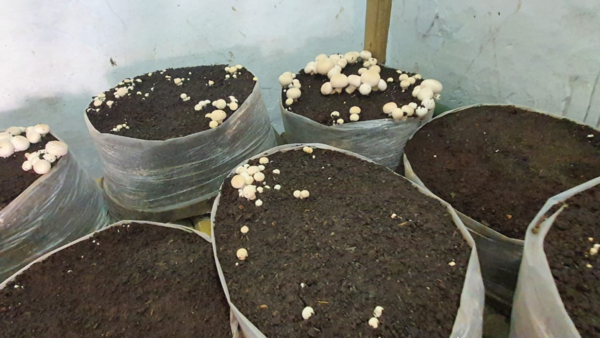 In a 1st in Uttarakhand, Almora district jail inmates grow mushrooms ...