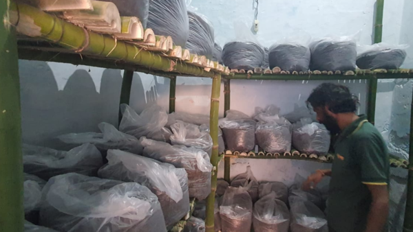 In a 1st in Uttarakhand, Almora district jail inmates grow mushrooms ...