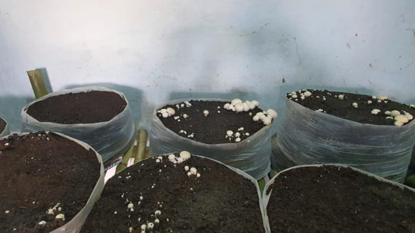 In a 1st in Uttarakhand, Almora district jail inmates grow mushrooms ...