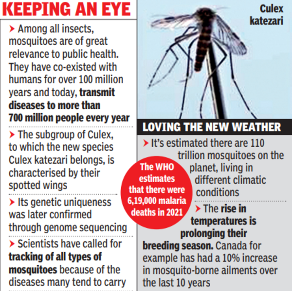 New mosquito species found in Maharashtra's Gadchiroli village | Pune ...