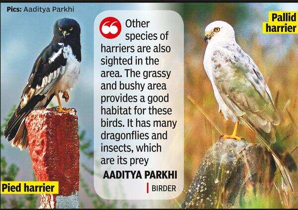Russia To Wardha Rd: Harriers Land After 5,000km Flight | - Times of India