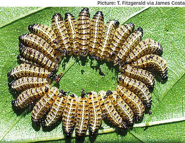 ‘Forming circles, neotropical weevils mirror evolution’ | India News ...