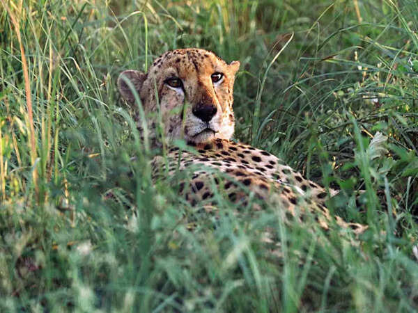 Ready to spot a cheetah at Kuno? - Times of India