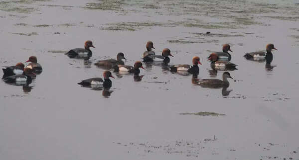 Migratory birds census: Over 4,000 winged guests at Haripura, Baur ...