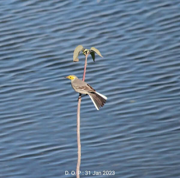 Migratory birds census: Over 4,000 winged guests at Haripura, Baur ...