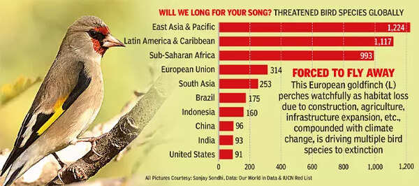 Titli Trust: ‘Wondrous Himalayan birds face the threat of extinction ...
