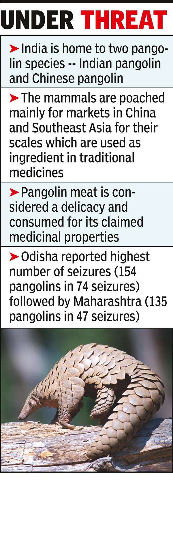 Poaching Of Pangolin: Maha 2nd In Country | - Times of India