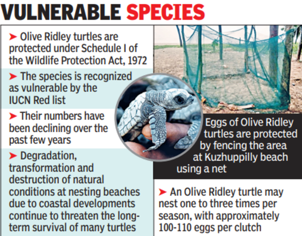 Olive Ridley: Ekm Now A Safe Haven For Olive Ridley Turtles | Kochi ...