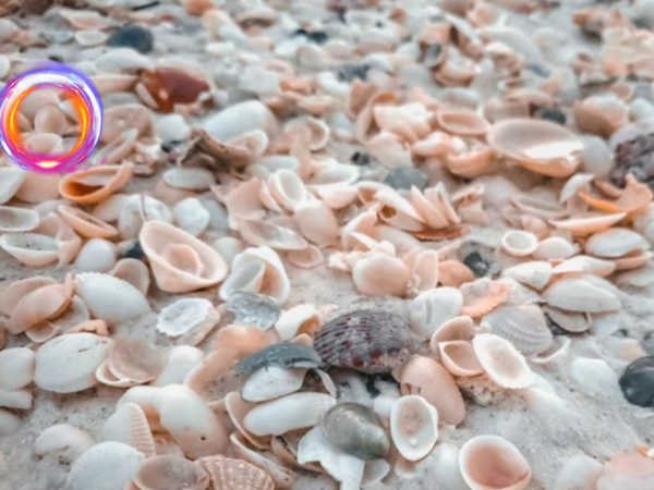 Can you spot the egg among these shells in 10 seconds? - Times of India