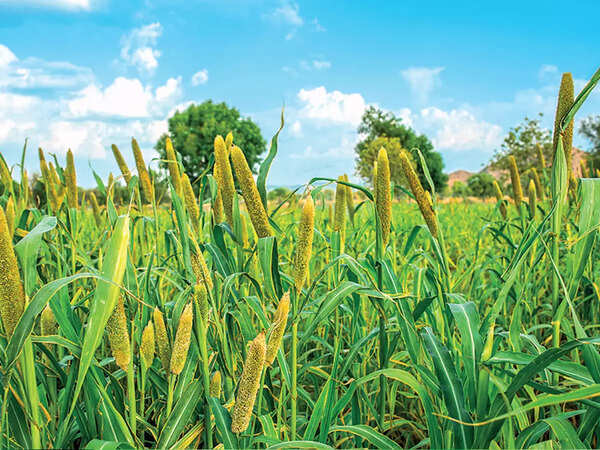 ‘Resilient millets evolved 500+ times some became India’s heritage ...