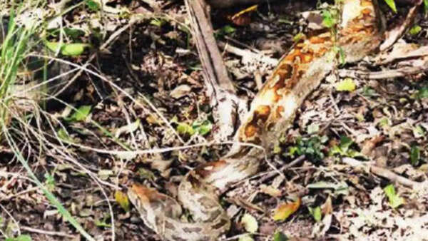 On cam: Python swallows a whole goat