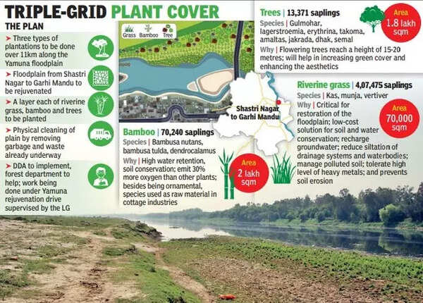 Grasses, bamboos and flowering trees to infuse life into Yamuna ...