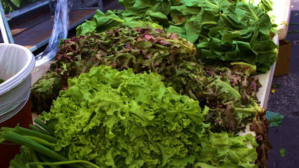 Viral: 'Magical' chemical brings to life wilted dhania leaves posing ...