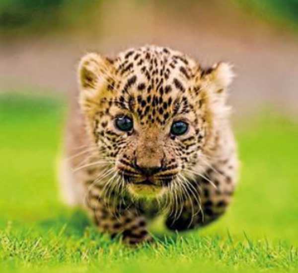 Leopard cub found in cane field reunited with mother in Pune | Pune ...