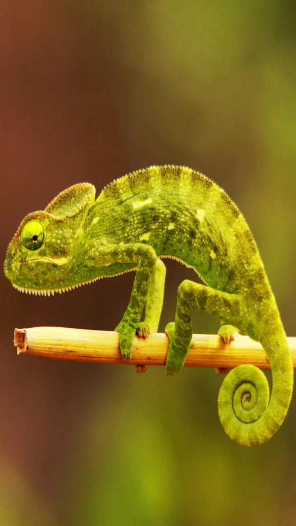 Nukkad's Khopdi Sameer Khakhar's wife didn't return with him from ...