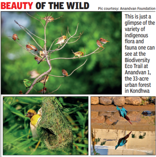 NGO, Pune forest department to start biodiversity walks in urban forest ...