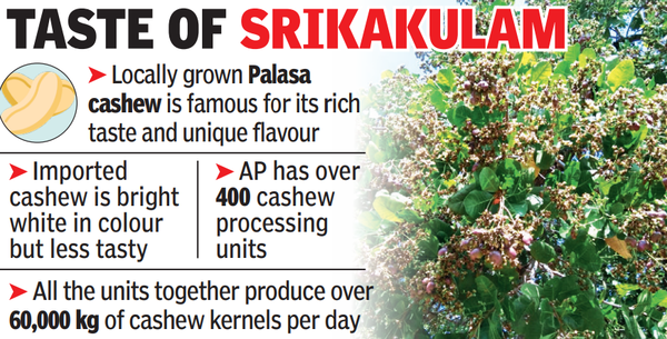 Palasa: Palasa Cashews, With African Touch! | Visakhapatnam News ...