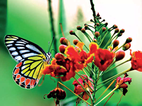 ‘Butterflies emerged 85 million years ago when dinosaurs went extinct ...