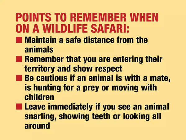 Respect animals’ habitats and follow basic etiquette: Your guide to a ...