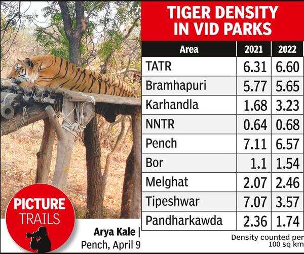 Fewer Prey, Should Tigers Be Moved To Nntr? | Nagpur News - Times of India