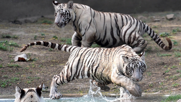 Babies' day out: White tiger cubs Avani & Vyom released for public viewing at Delhi zoo | Delhi ...