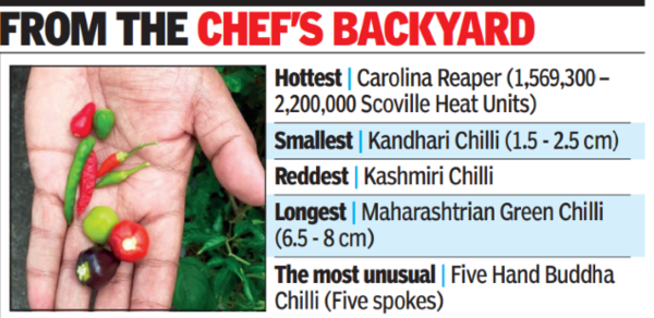 Spiced Up: A Mad Chef And His Search For Fiery Red Chilli | Chennai ...
