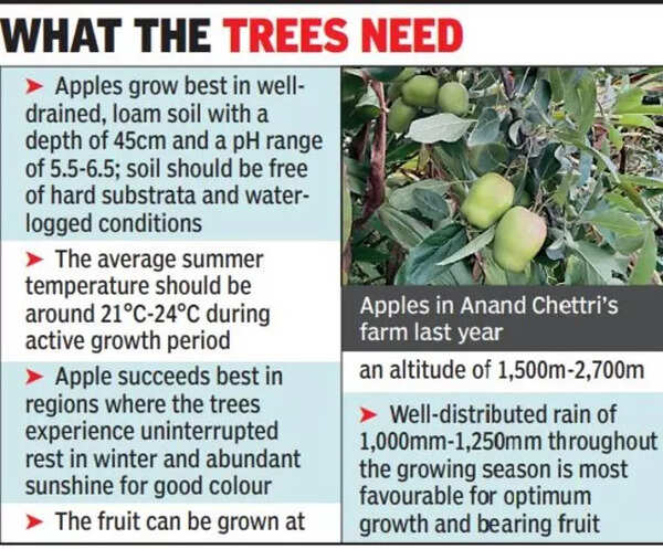 West Bengal: Kalimpong farmers strike gold with Kinnaur apples ...