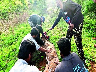 Injured deer rescued, treated, returned to the wild