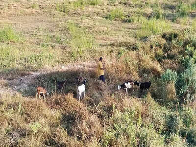 Cattle cut loose in their chomping ground