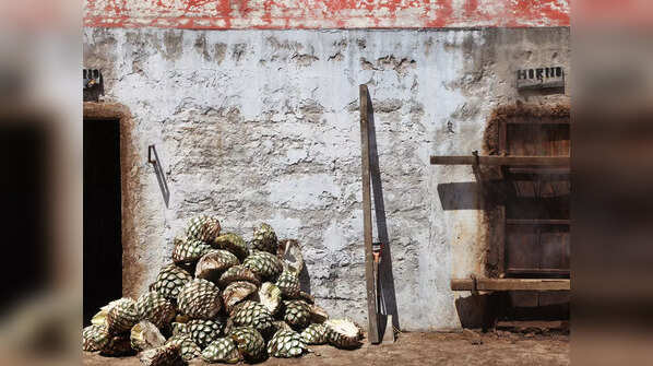 What is Mezcal and how it is different from tequila?