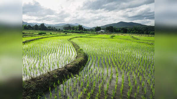 7 largest rice producing states of India