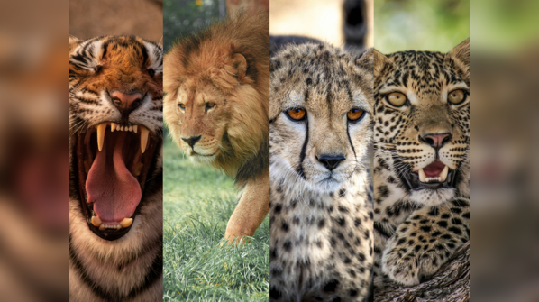 Tiger vs Lion vs Leopard vs Cheetahs: Which animal is the strongest