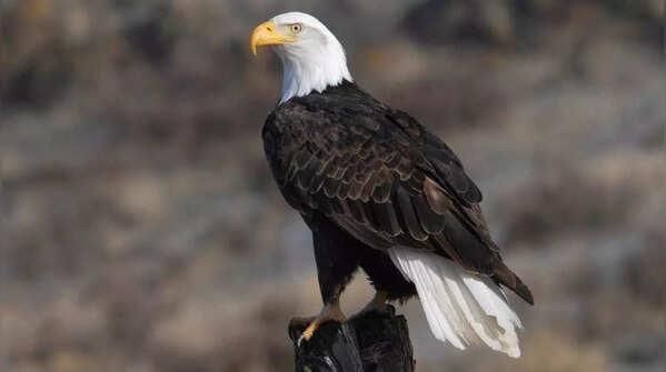 5 meat-eating birds you didn’t know ruled the skies