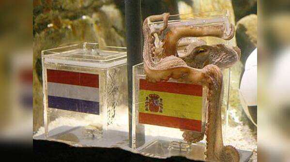 Paul the 'psychic' World Cup octopus dead