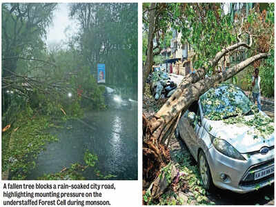 Treefall surge exposes severe forest cell staff crunch crisis