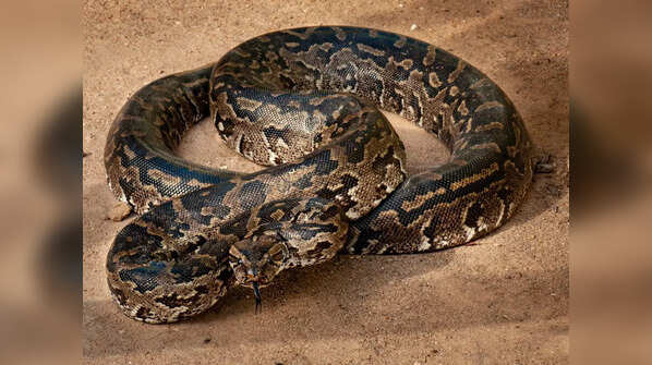 Stealth and venom: 7 largest snakes in the world