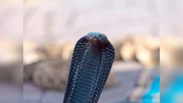 10 most poisonous snakes found in India