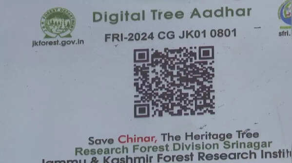 Kashmir's natural heritage: Chinar trees to be geo-tagged with unique ...