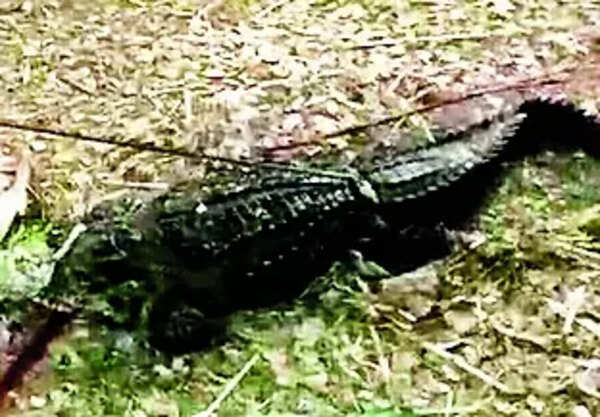 Vadodara News, Latest Gujarat news, Vadodara News Headlines & Live ...