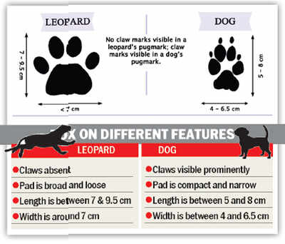 People cry ‘leopard’ over dog’s pugmark