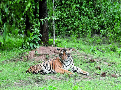 Another structure spotted in Kali Tiger Reserve core