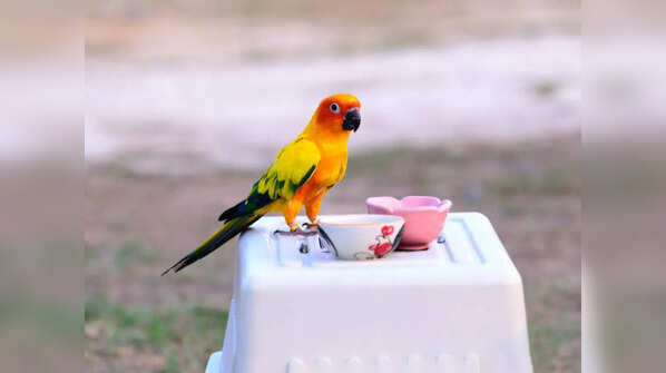 Tips to take care of pet birds in summers