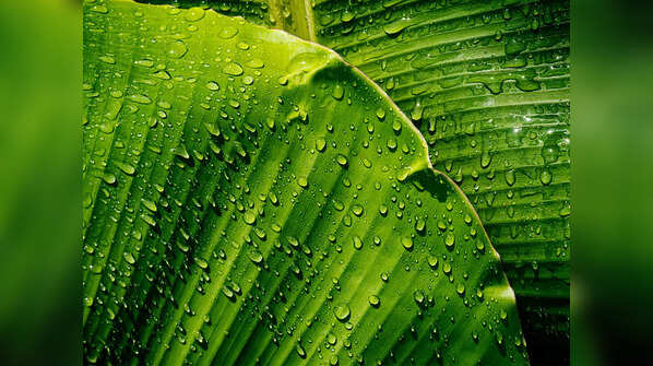 This is the REAL reason why people eat on a banana leaf