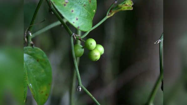 Lasoora: Why these high nutrition desi berries must be consumed in Summer
