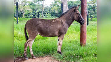Horse Zebra Mix
