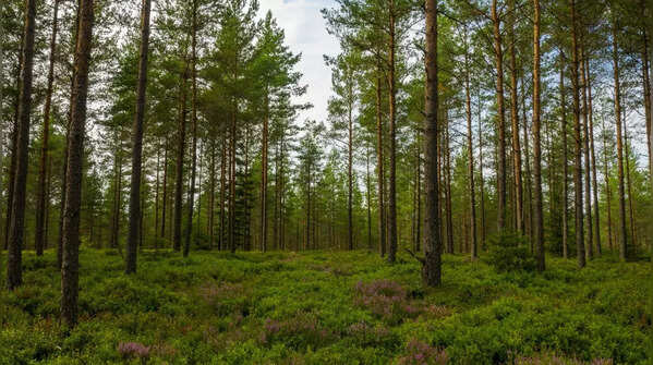 7 types of forests found around the world