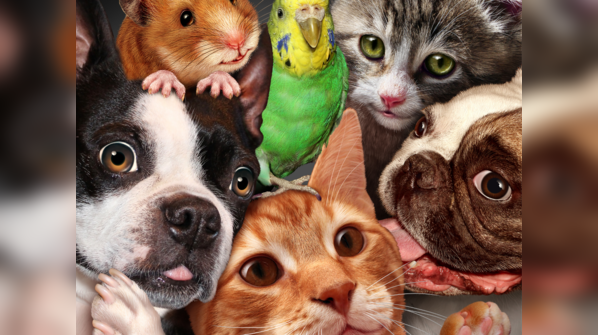 Things to know when caring for a foster pet