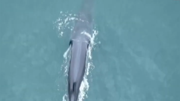 This giant whale has resurfaced after disappearing for more than a 100 ...