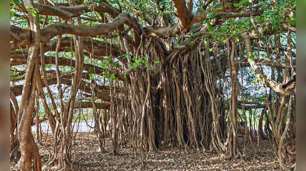 Bengaluru Travel Places: 6 hidden spots in and around Bengaluru perfect ...