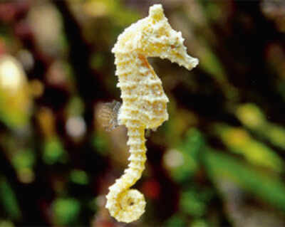 SLOWEST FISH IN THE WORLD